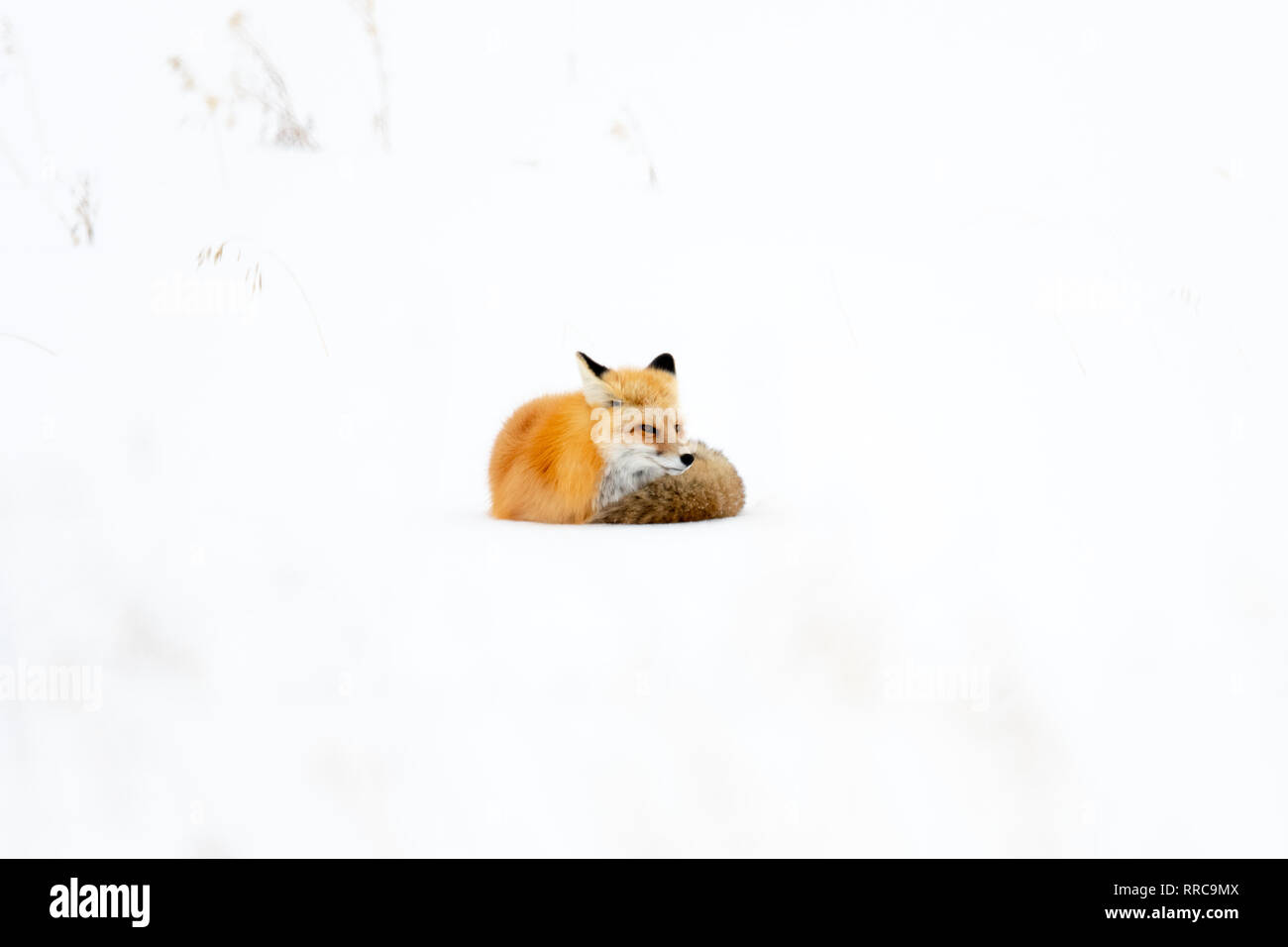 Yellowstone Red Fox High Resolution Stock Photography and Images - Alamy