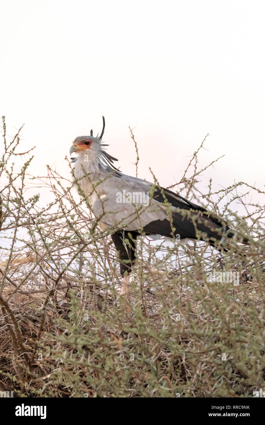 Stomp prey hi-res stock photography and images - Alamy