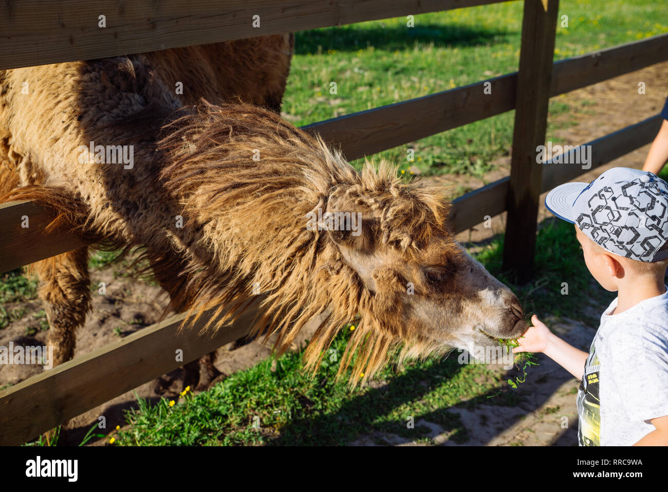 camel. feeding animal. weekend in zoo Stock Photo - Alamy