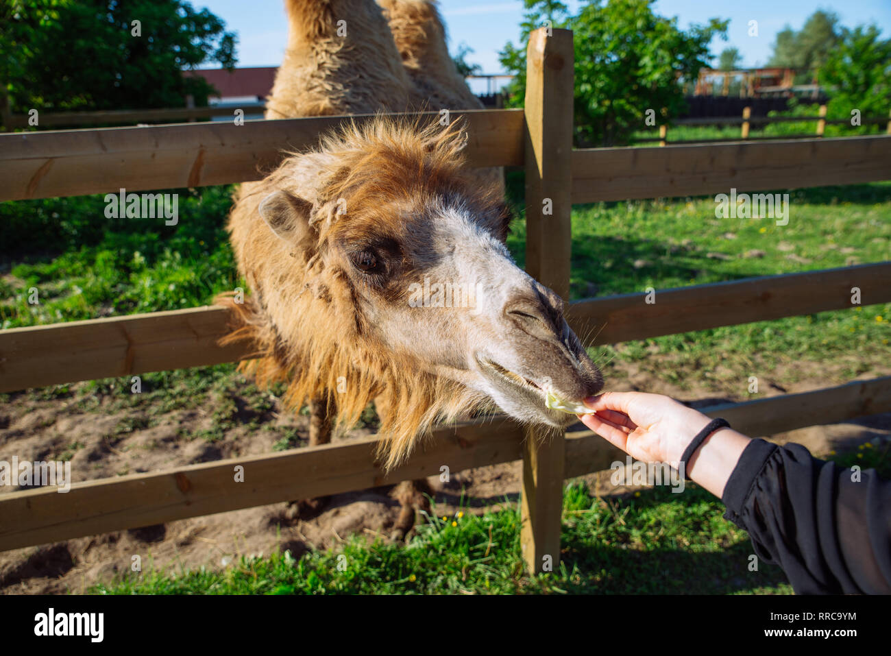 camel. feeding animal. weekend in zoo Stock Photo - Alamy
