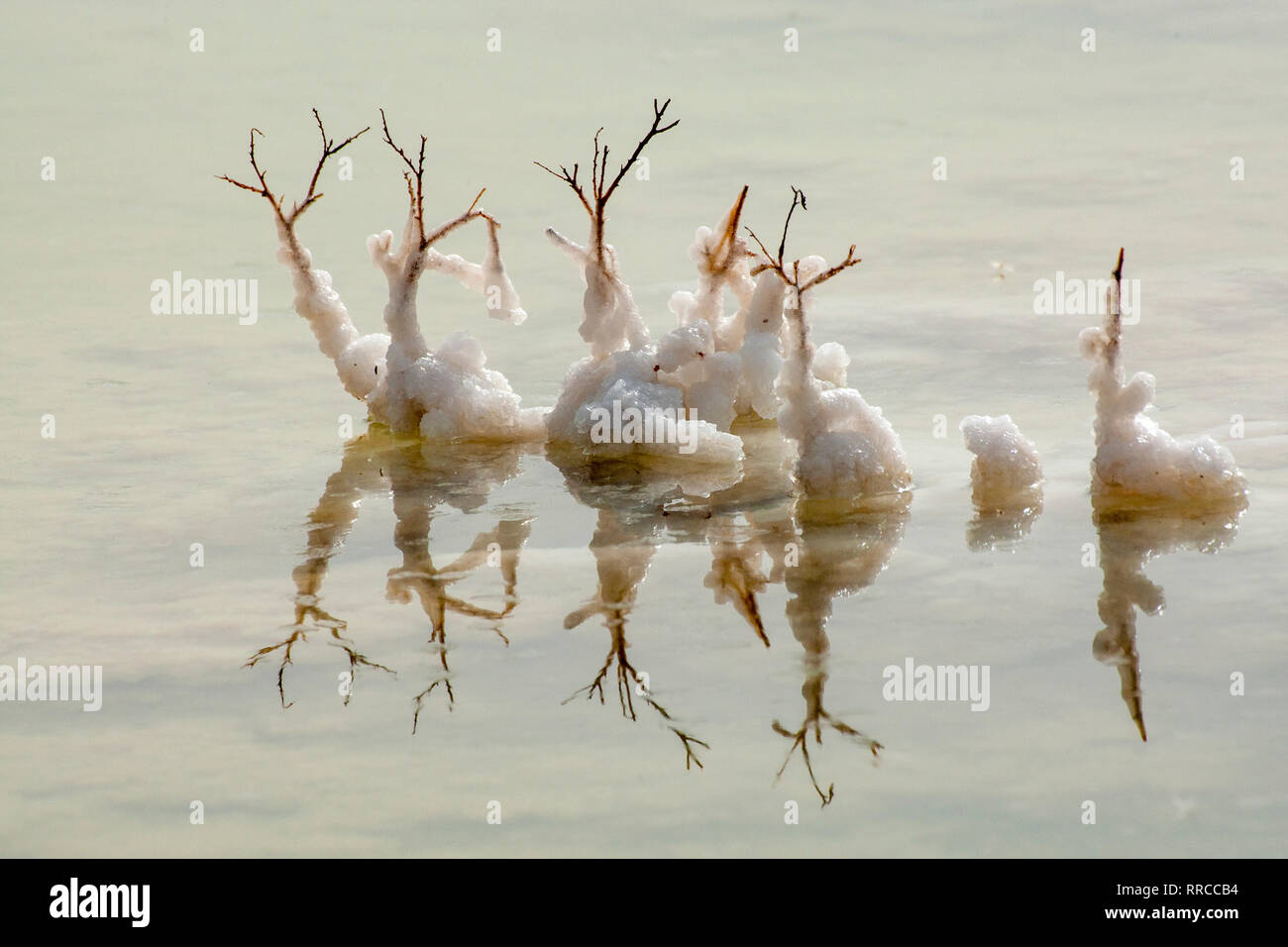 Salt bush hi-res stock photography and images - Alamy