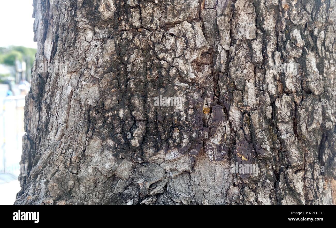 Tree bark frame border copy hi-res stock photography and images - Alamy