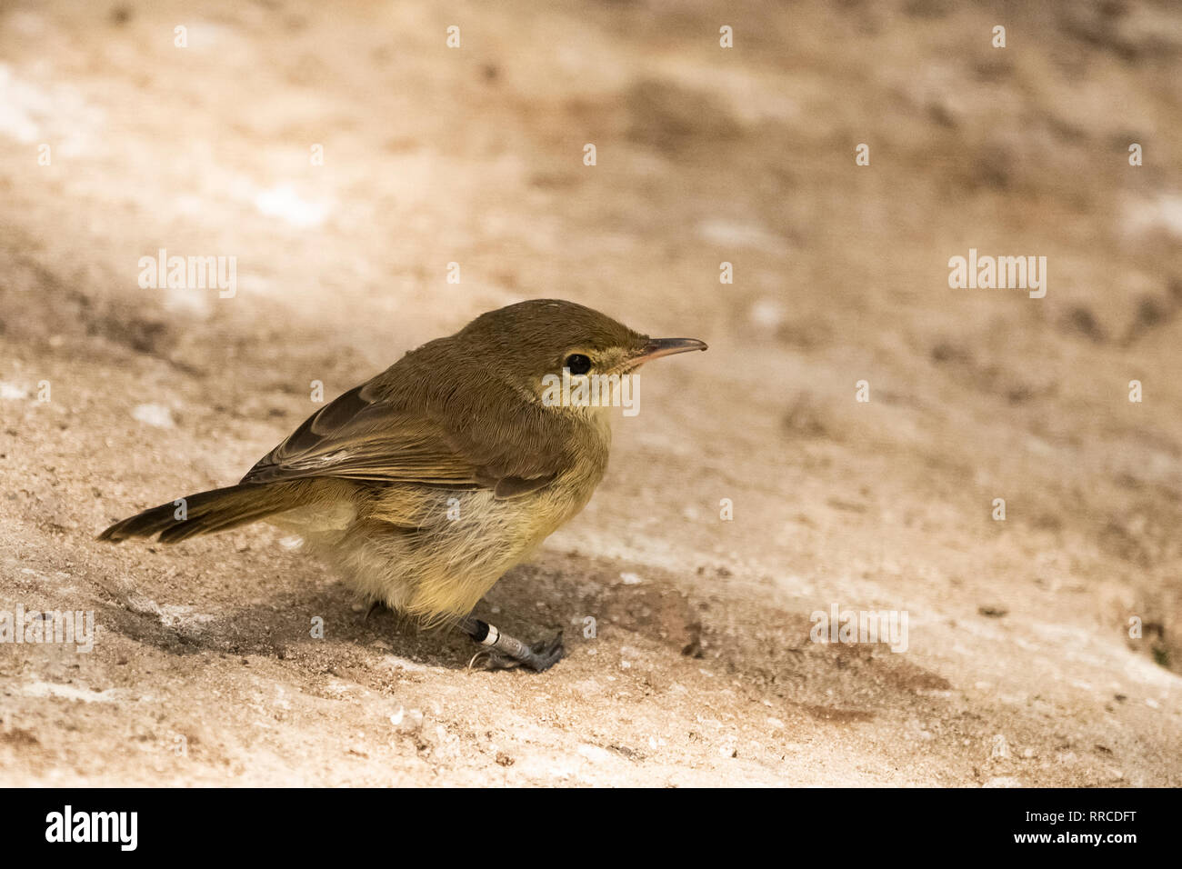 Seychelles warbler hi-res stock photography and images - Alamy