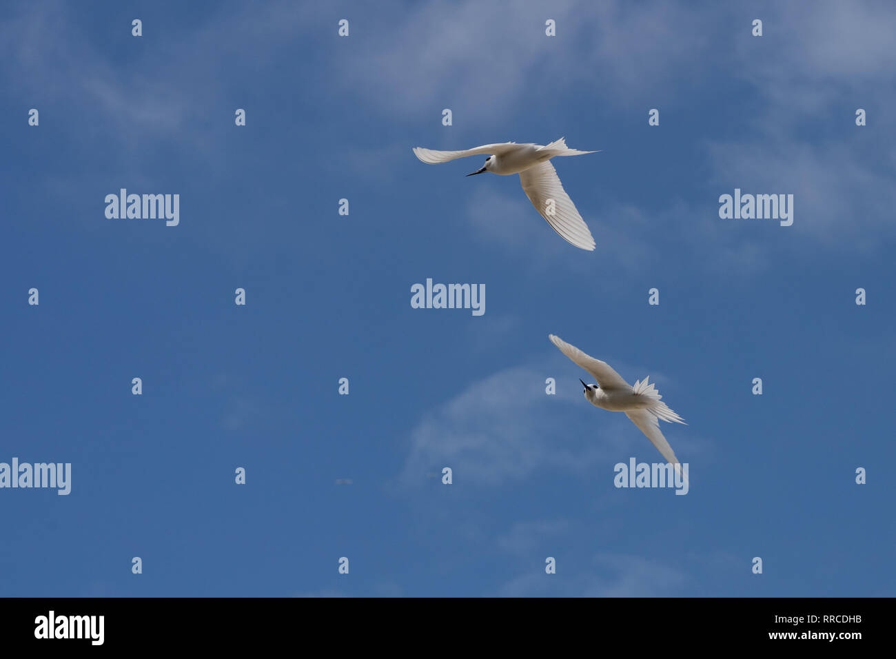 White tern or White Fairy Tern (Gygis alba) in flight, Photographed on ...