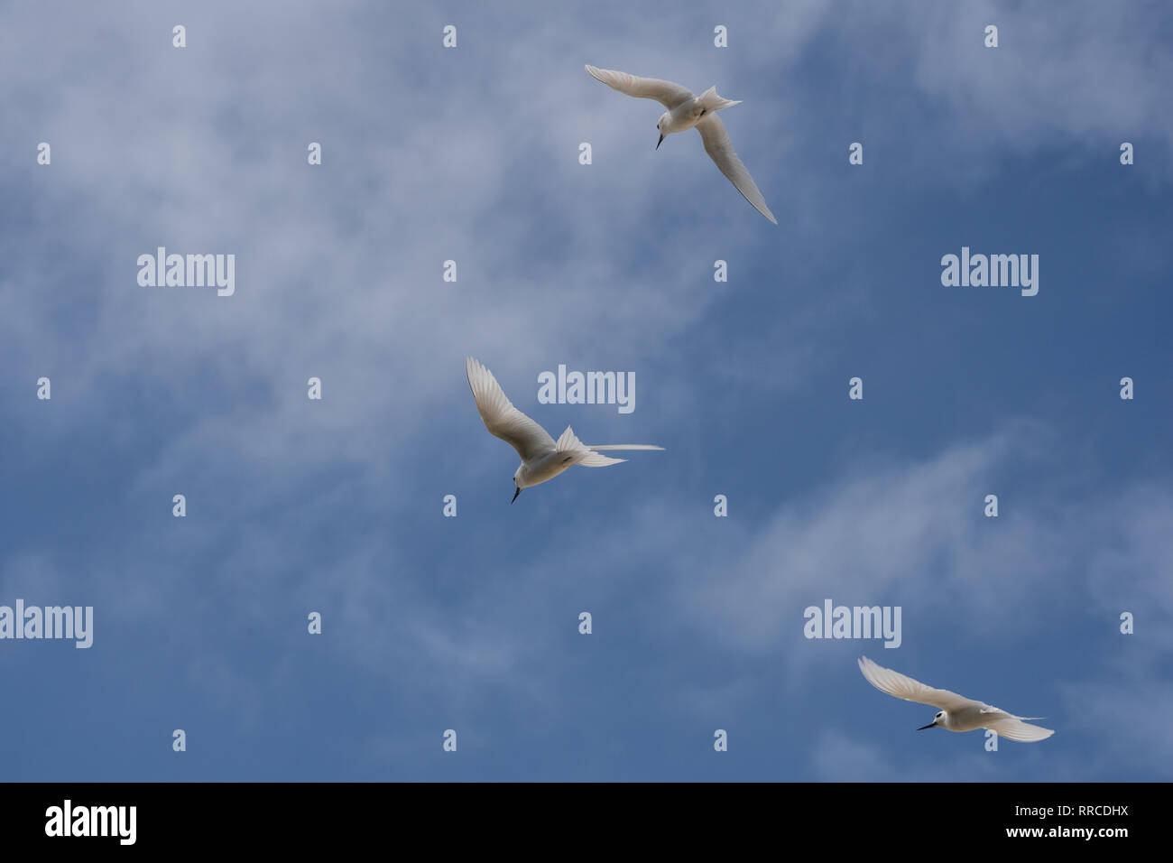 White tern or White Fairy Tern (Gygis alba) in flight, Photographed on ...