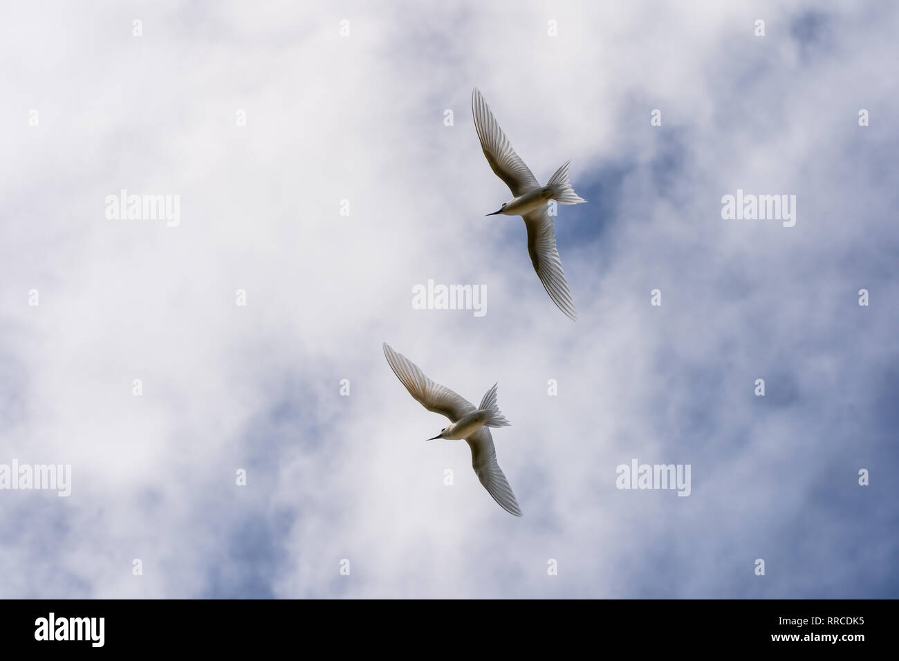 White tern or White Fairy Tern (Gygis alba) in flight, Photographed on ...