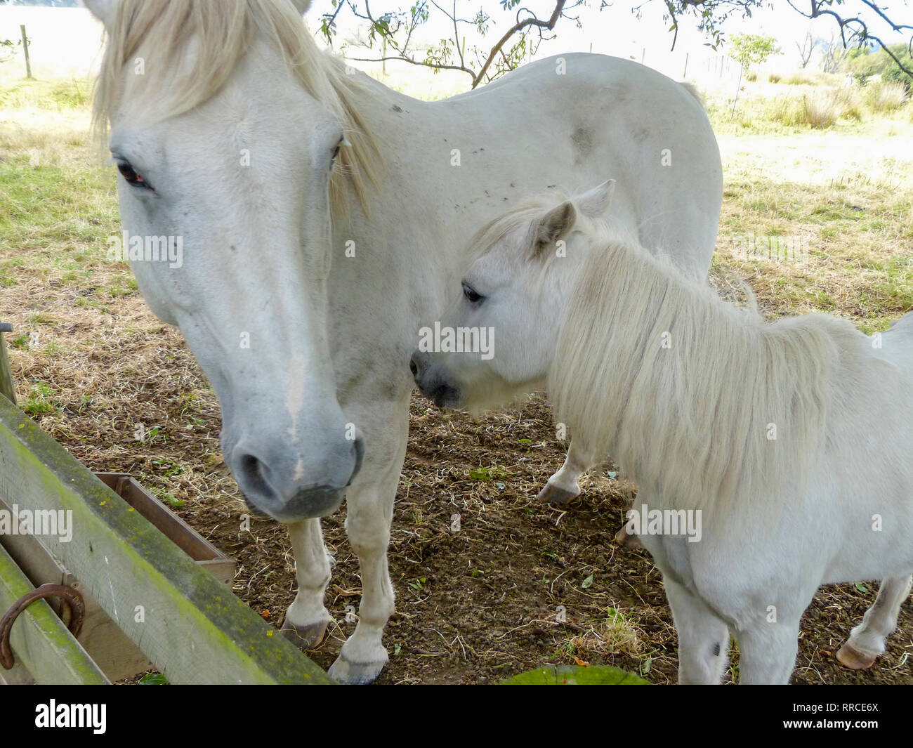 White mare hi-res stock photography and images - Alamy