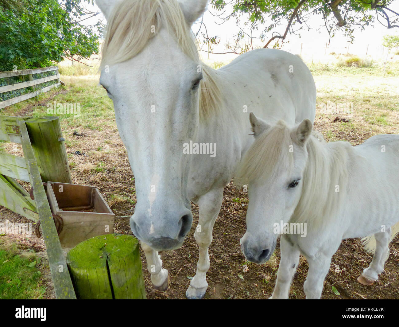 White mare with white foal Stock Photo - Alamy
