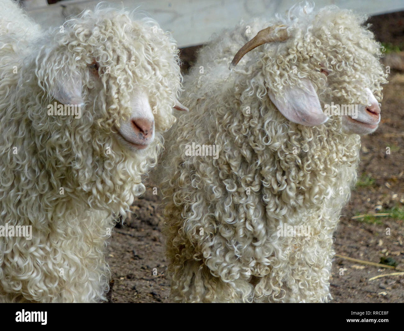 Long fleeced breed of sheep. Photographed in The South Island, New ...