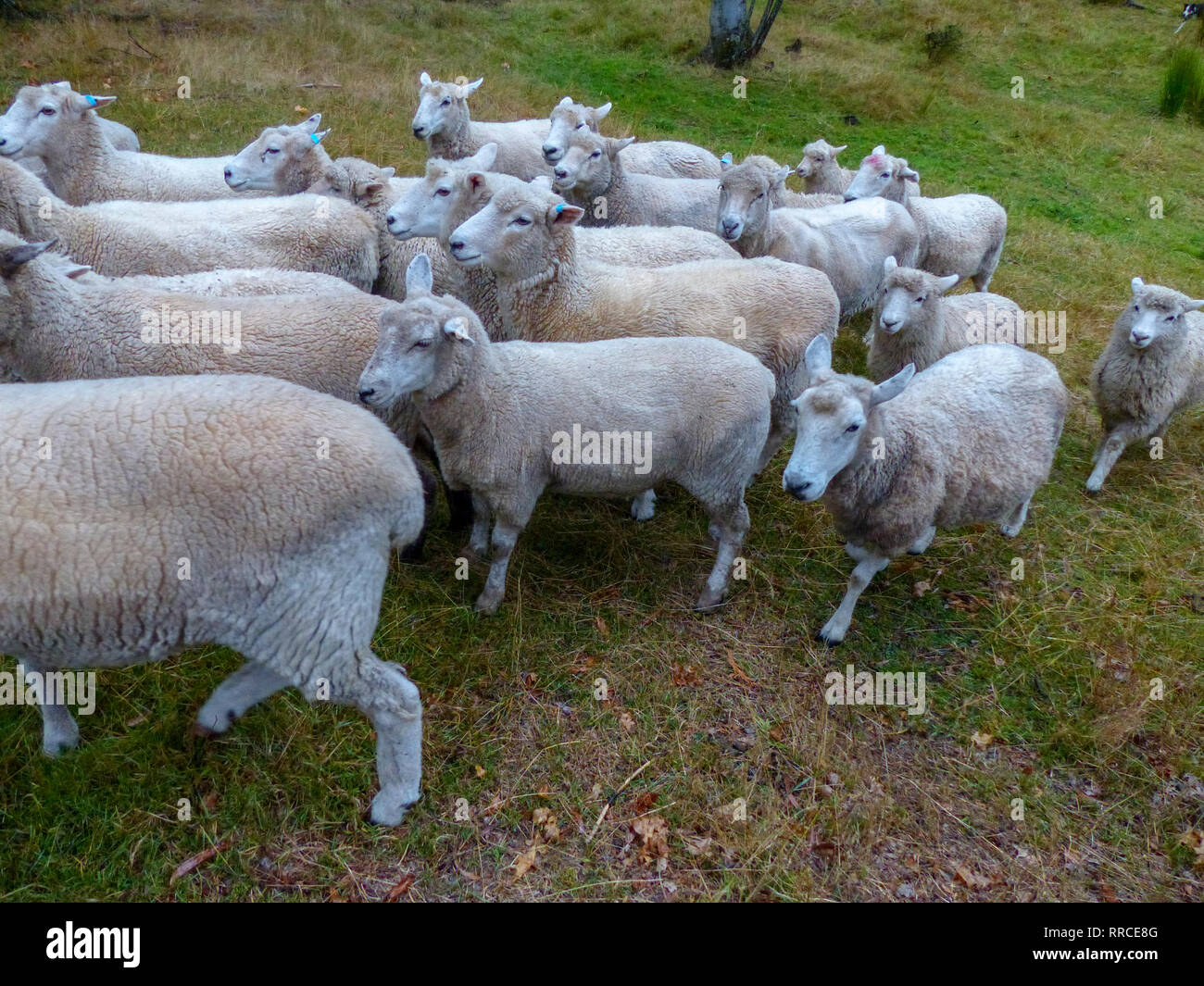 What Animals In Work Teams