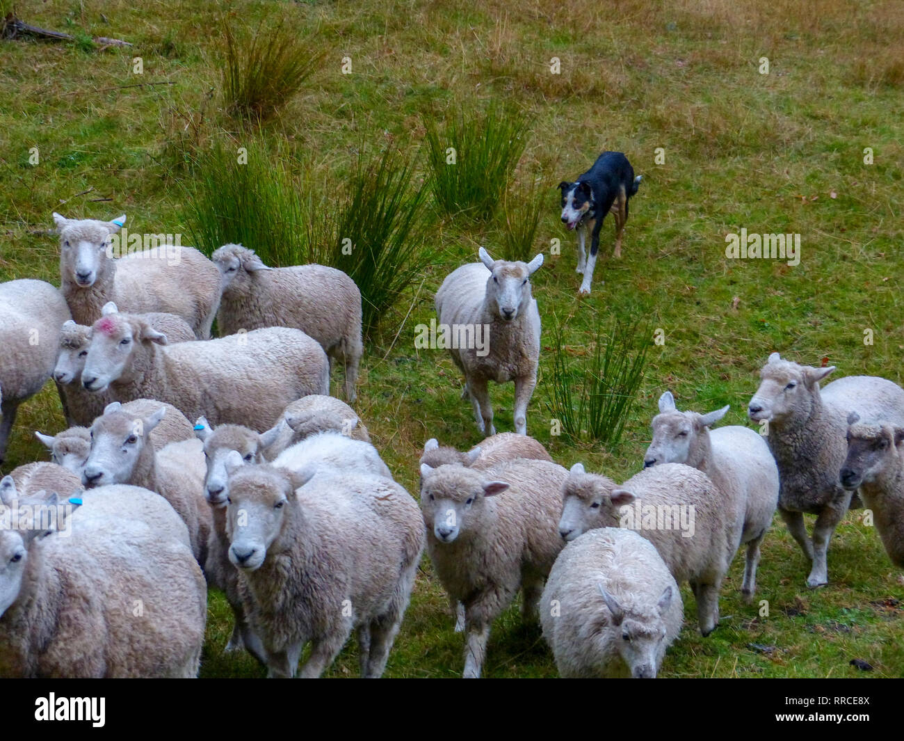 Sheepdog herding sheep hi-res stock photography and images - Alamy