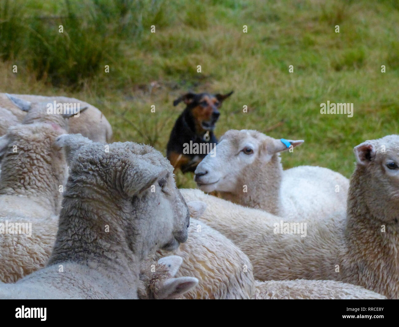 Sheepdog herding sheep hi-res stock photography and images - Alamy