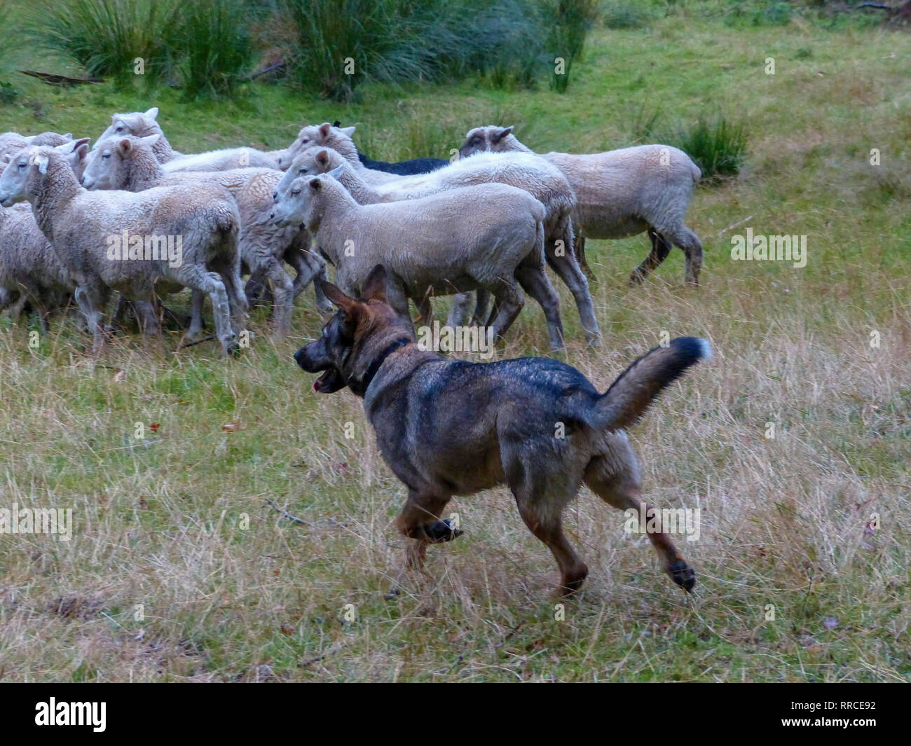Livestock Mustering High Resolution Stock Photography and Images - Alamy