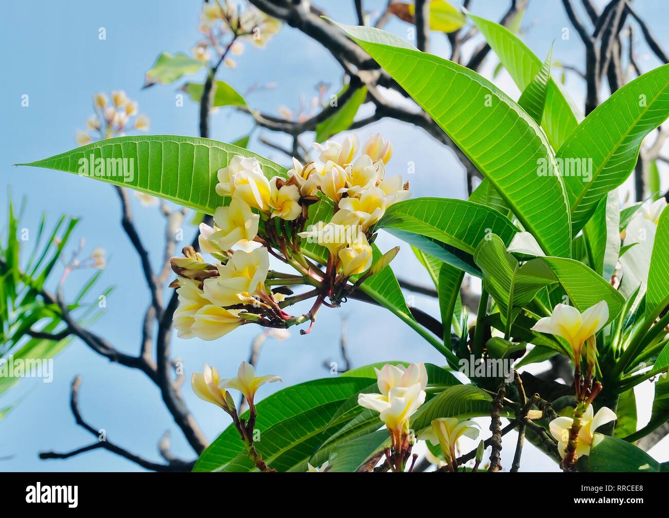 The Beautiful Yellow Tropical Plumeria Frangipani Flowers with Green ...