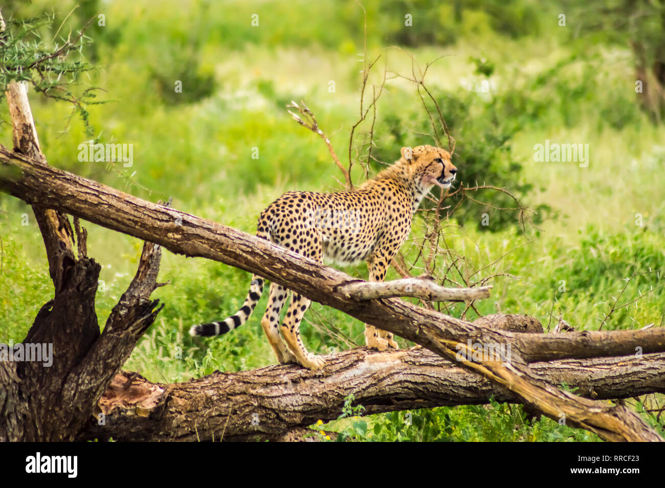 Central cheetahs hi-res stock photography and images - Alamy