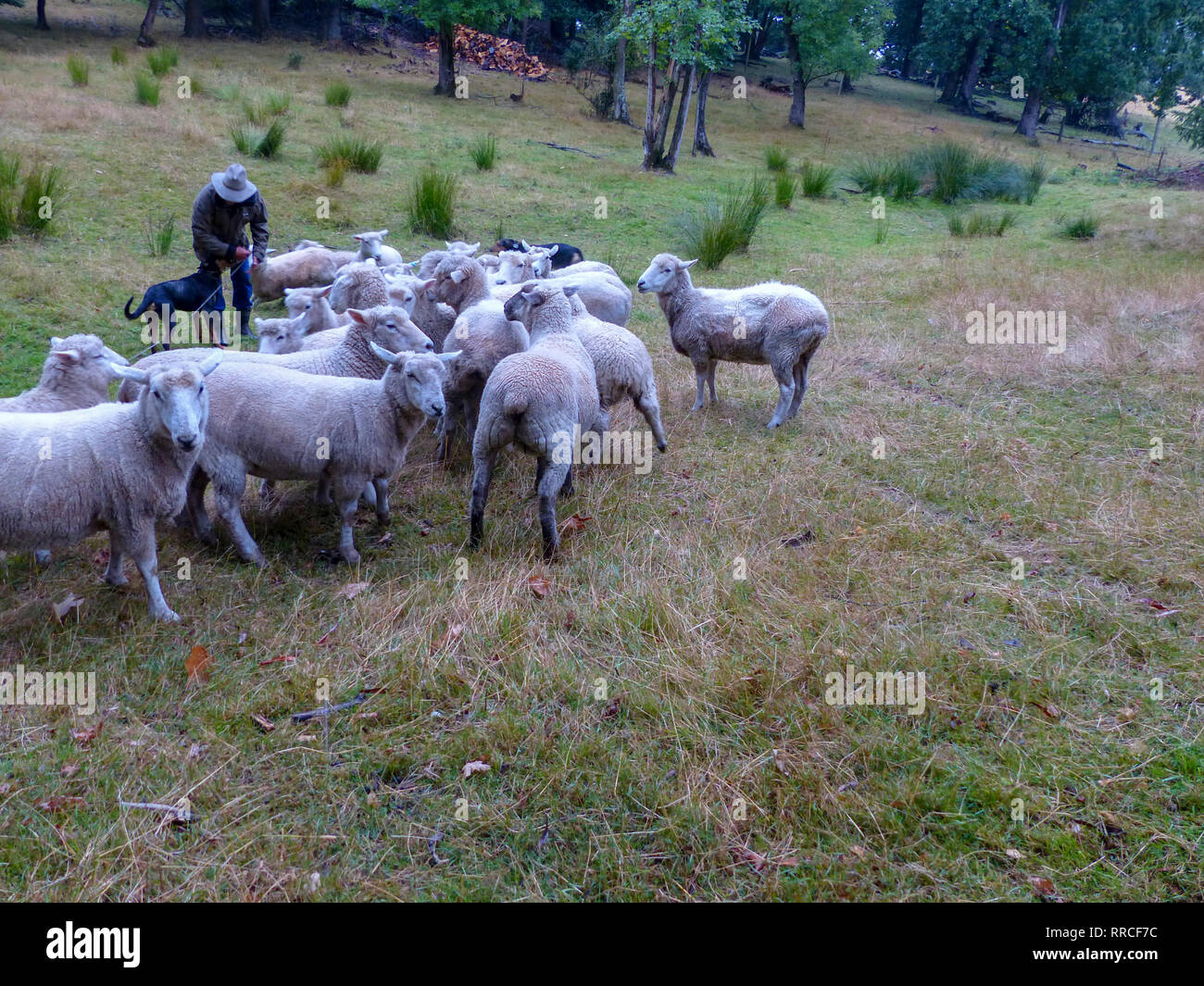 Sheepdog herding sheep hi-res stock photography and images - Alamy