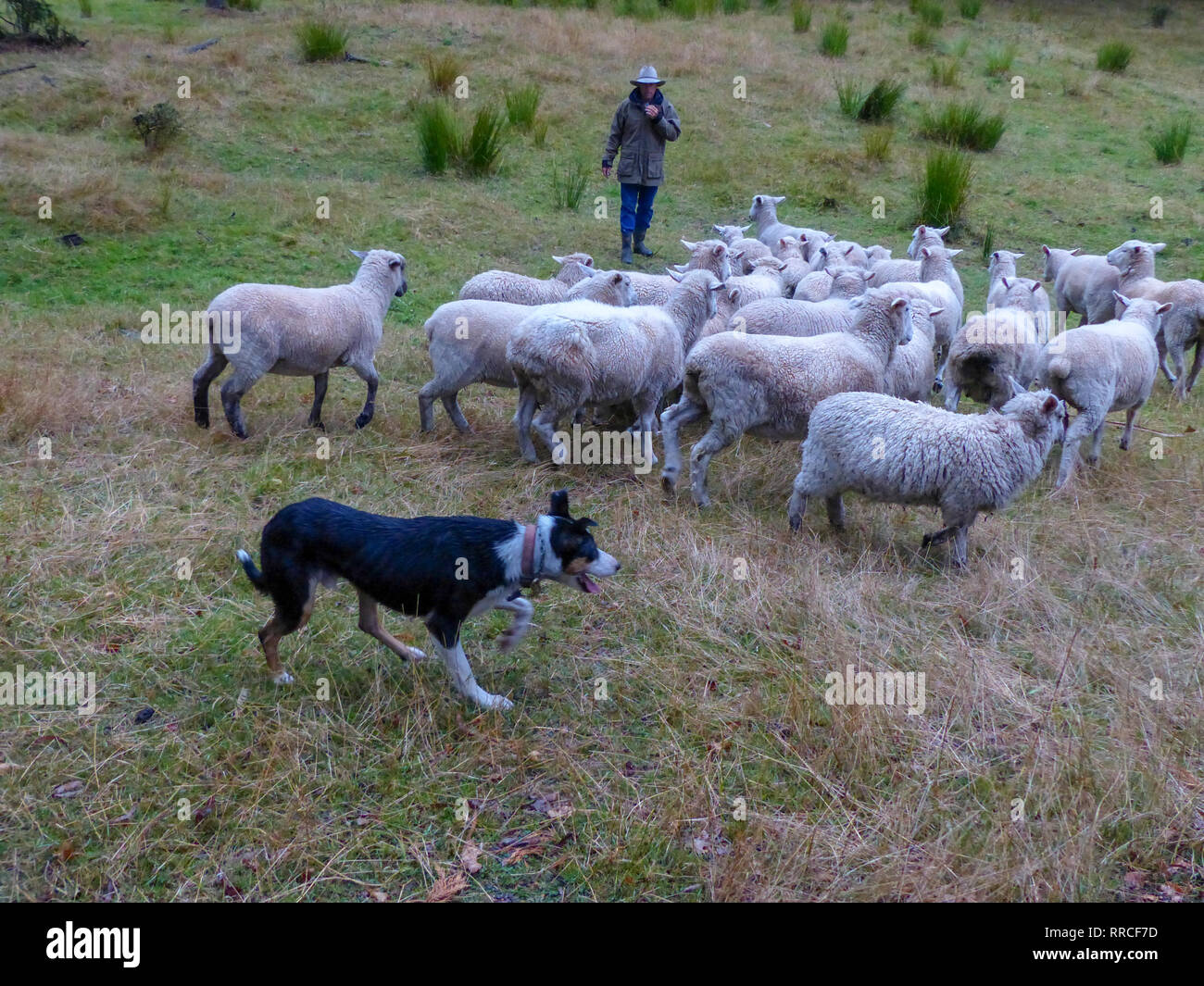Sheepdog Sheep Stock Photos & Sheepdog Sheep Stock Images - Alamy