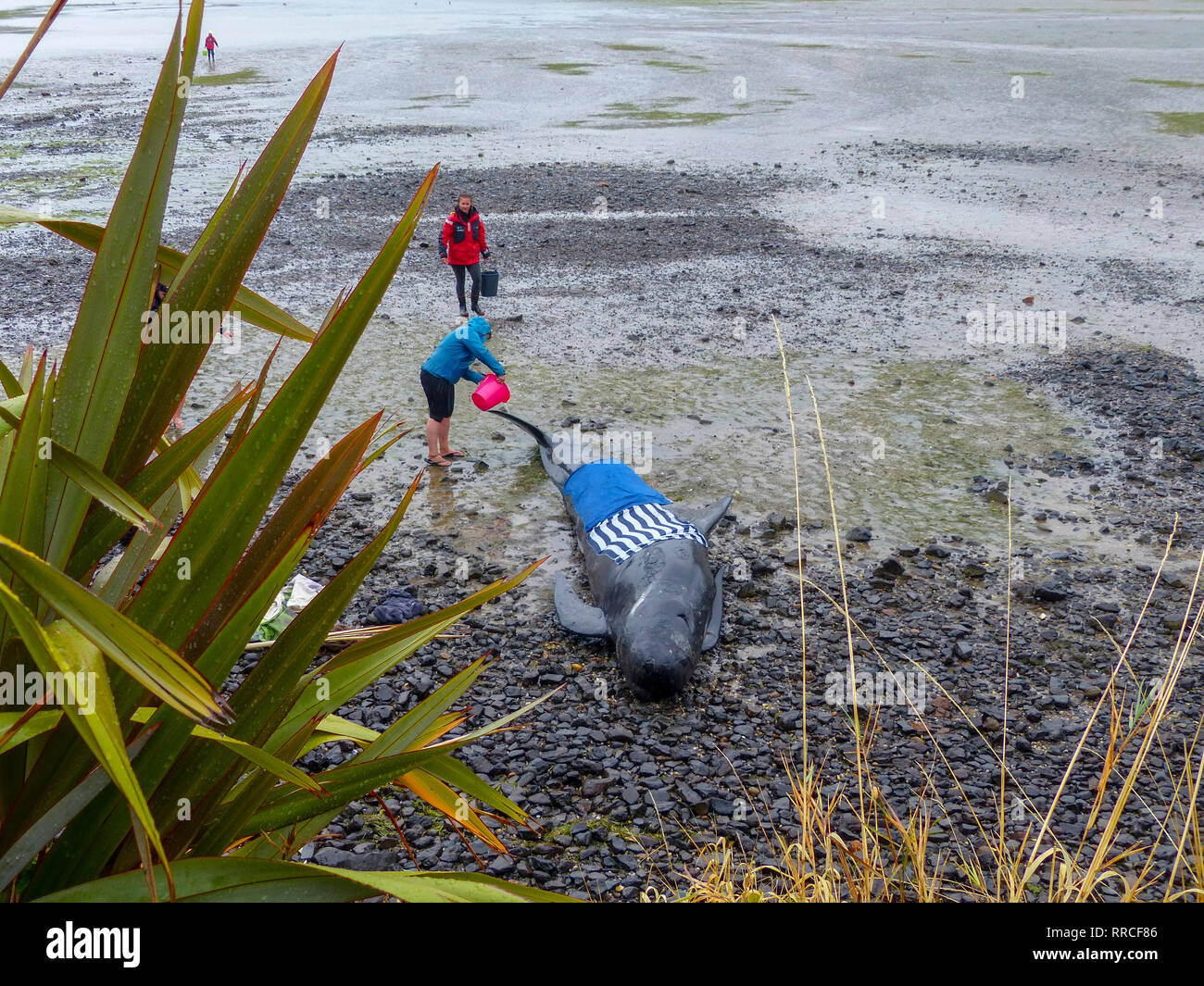 Stranded pilot whale beached at the northern tip of New Zealand's South ...