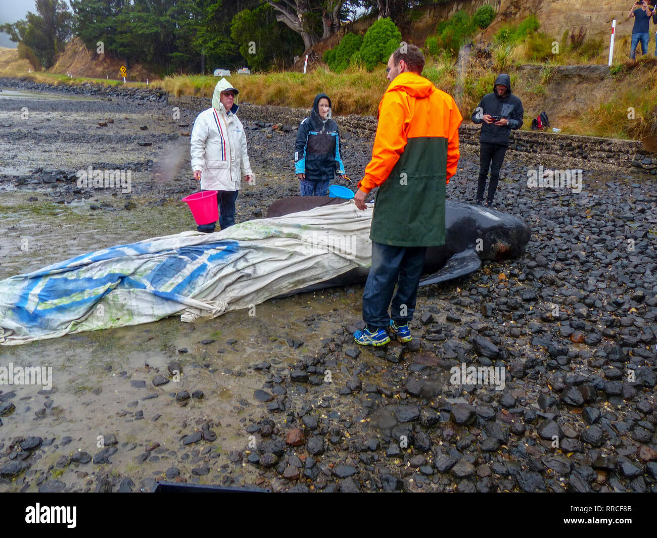 Stranded pilot whale beached at the northern tip of New Zealand's South ...