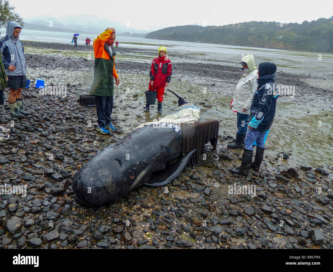 Stranded pilot whale beached at the northern tip of New Zealand's South ...
