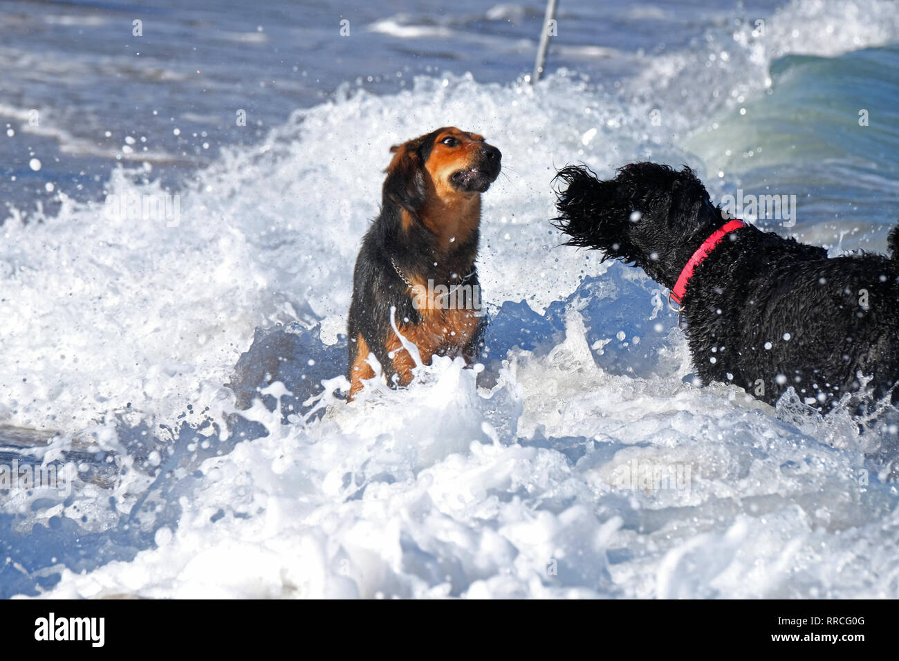 2 playful dogs playing and fighting on a beach Stock Photo - Alamy