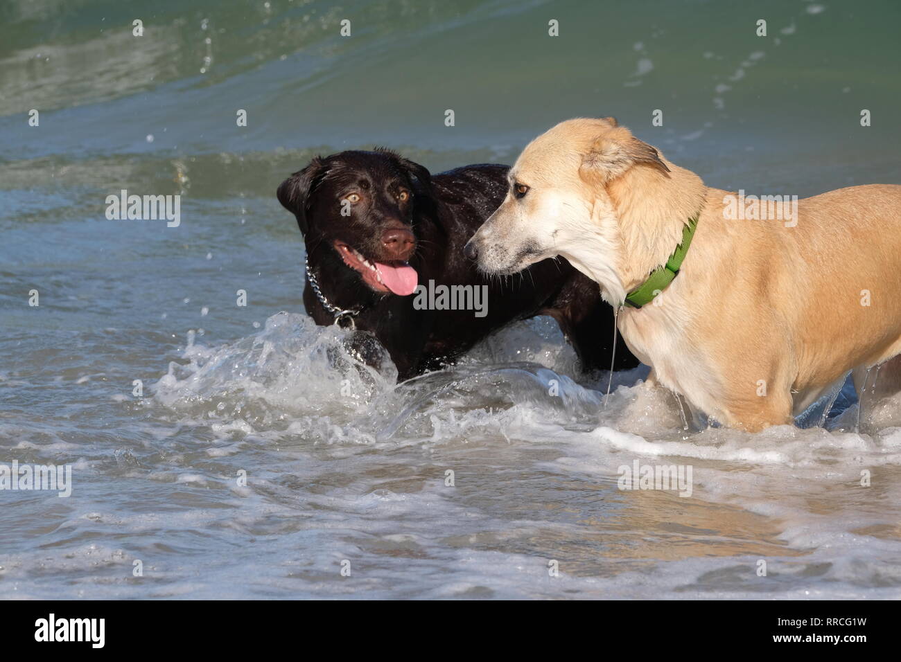 2 playful dogs playing and fighting on a beach Stock Photo - Alamy