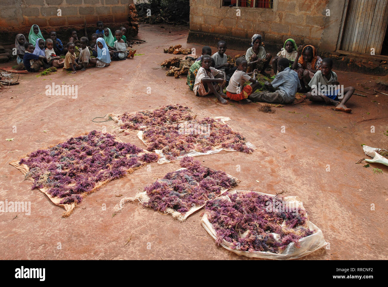 TANZANIA, Zanzibar, Uzi, children sort and dry seaweed, red seaweed ...