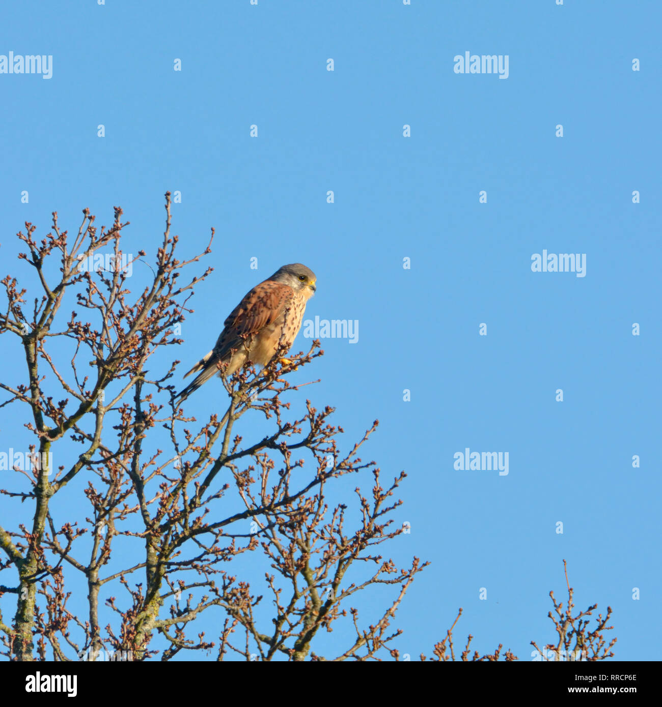 High in the tree hi-res stock photography and images - Alamy