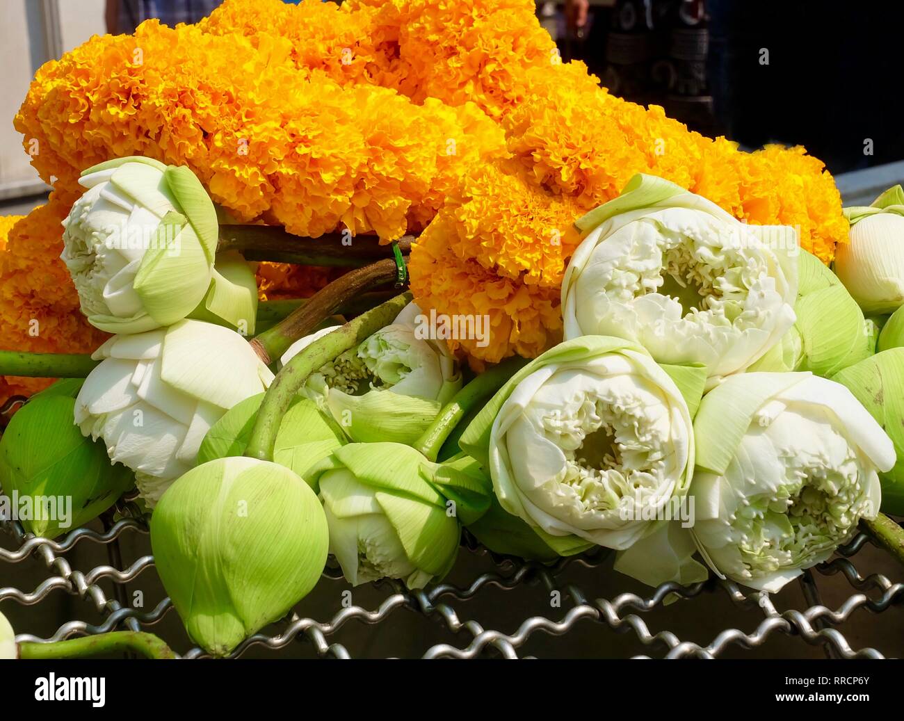 Aztec gold lily hi-res stock photography and images - Alamy