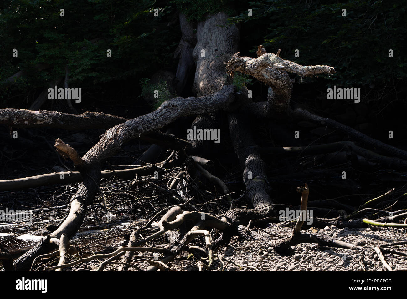 Black and white dragon profile hi-res stock photography and images - Alamy