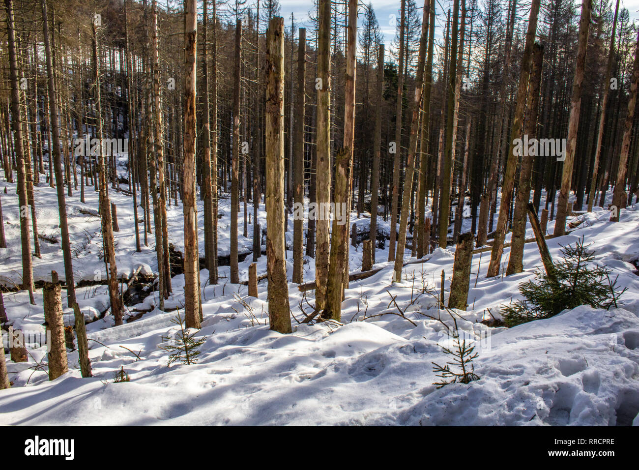snow covered landscape in forest at Harz Mountains National Park ...