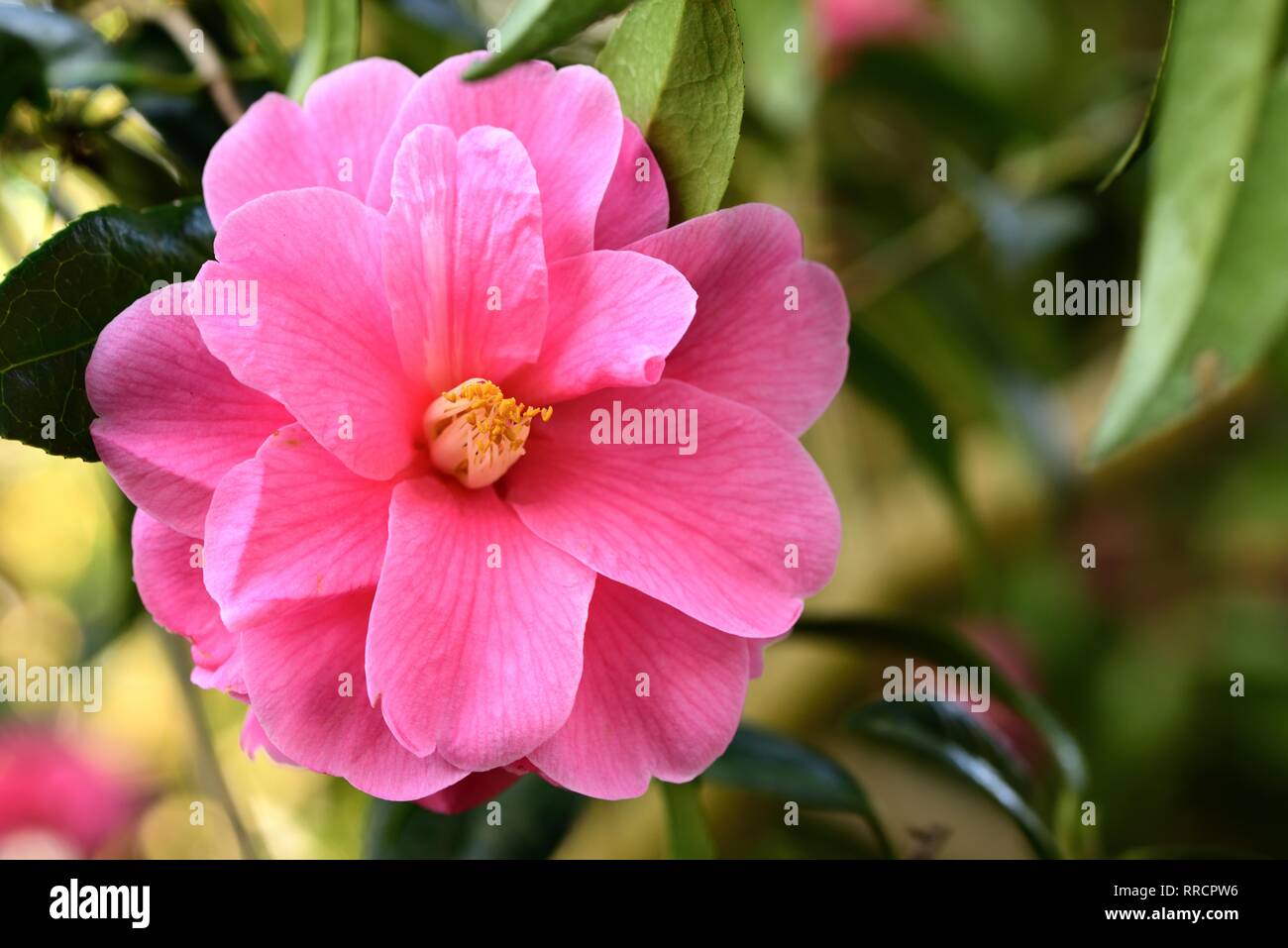 Camellia Maud Messel bloom Stock Photo - Alamy