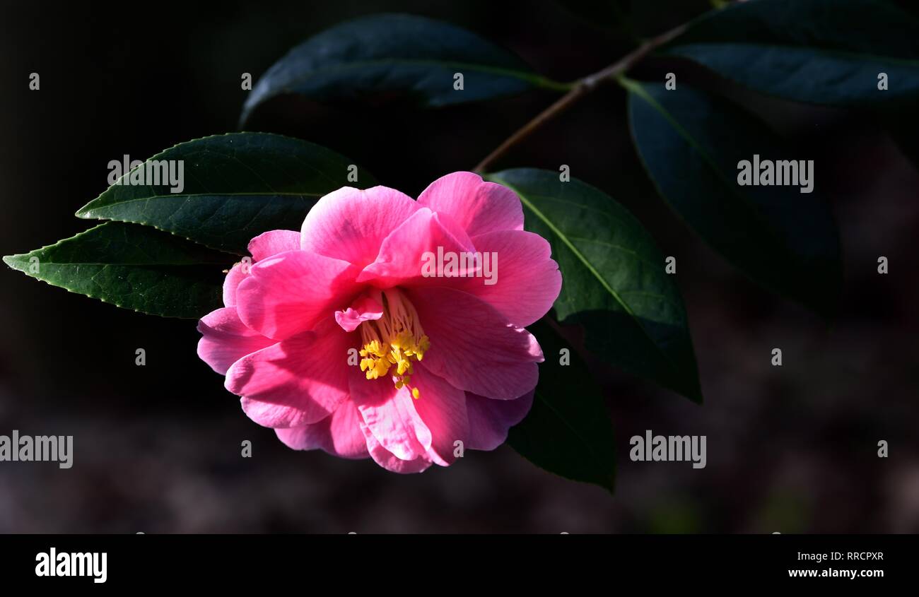 Camellia Maud Messel bloom Stock Photo - Alamy