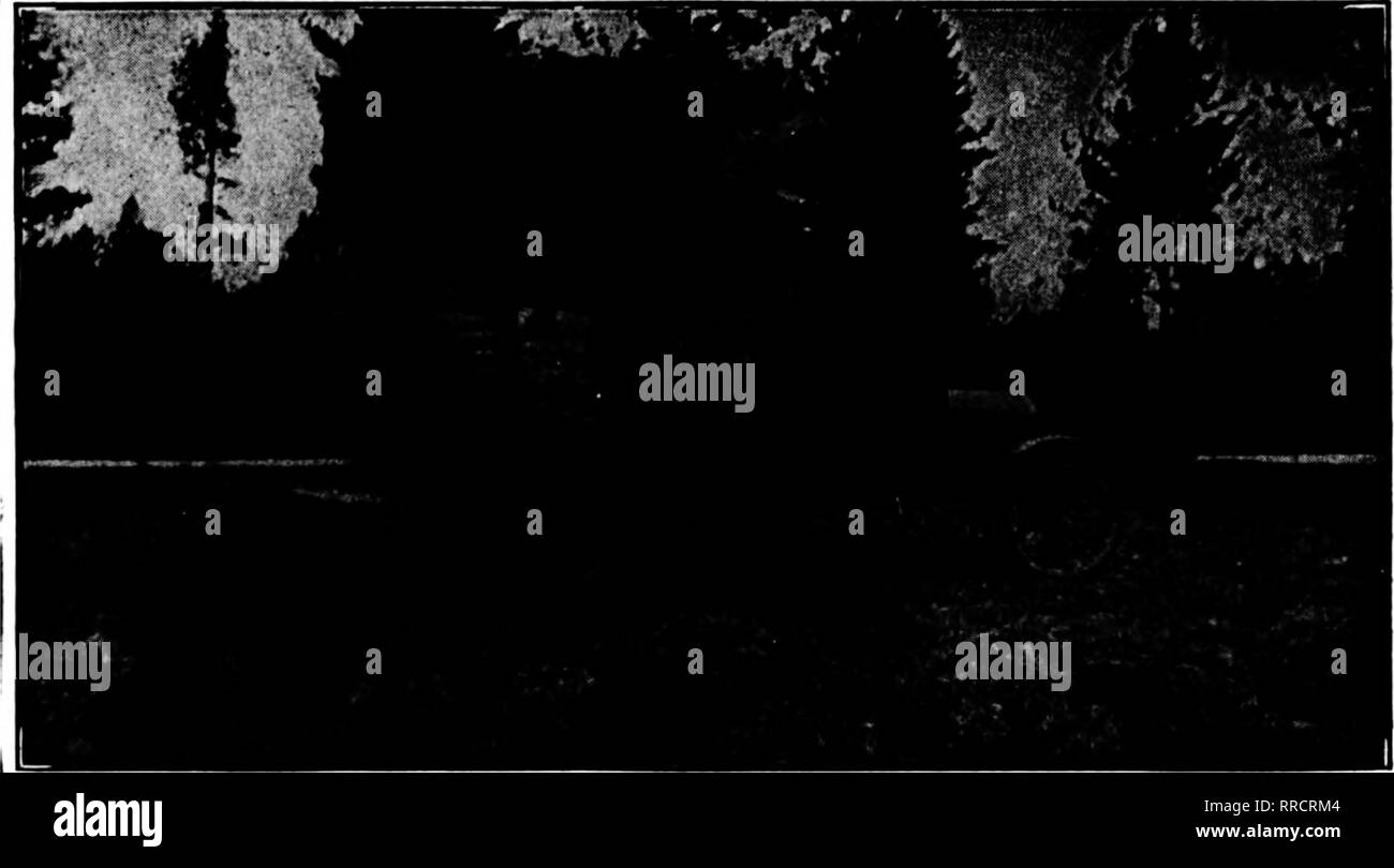 Xmas tre Black and White Stock Photos & Images - Alamy