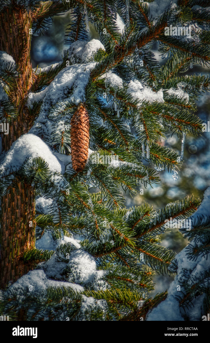 Fir cone depth of field hi-res stock photography and images - Alamy