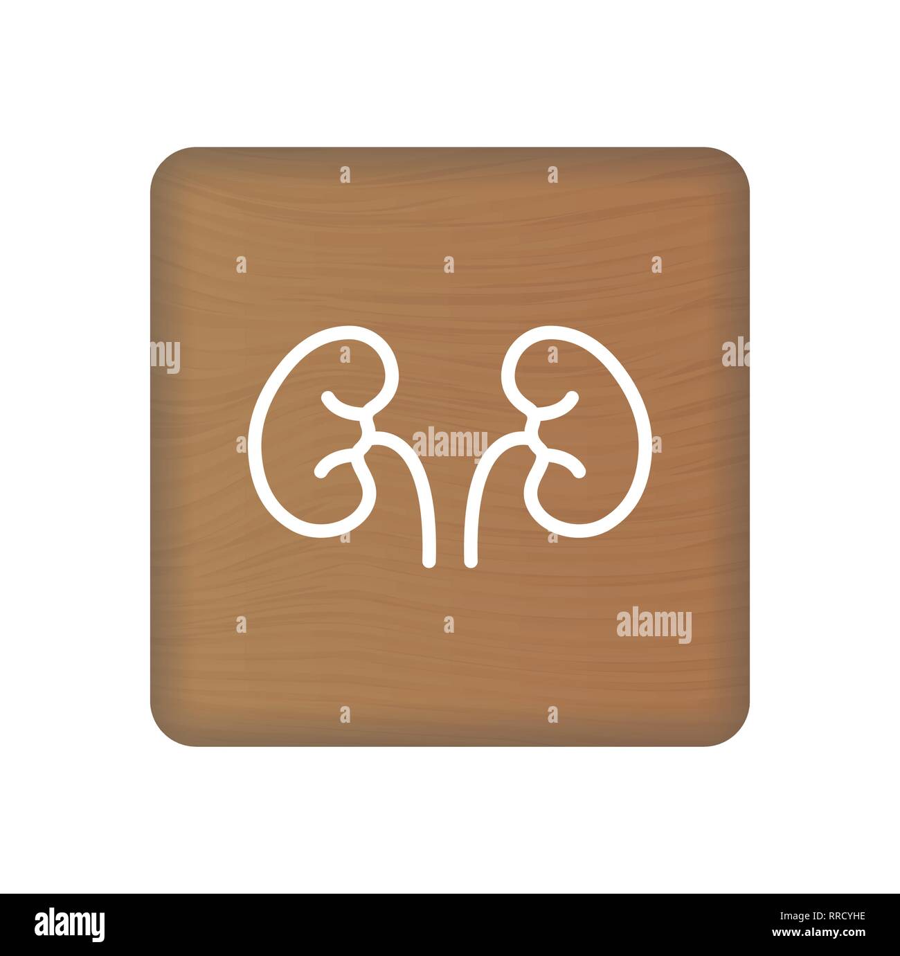 Human Kidney Icon. An Internal Organ Vector. Human Anatomy Illustration ...