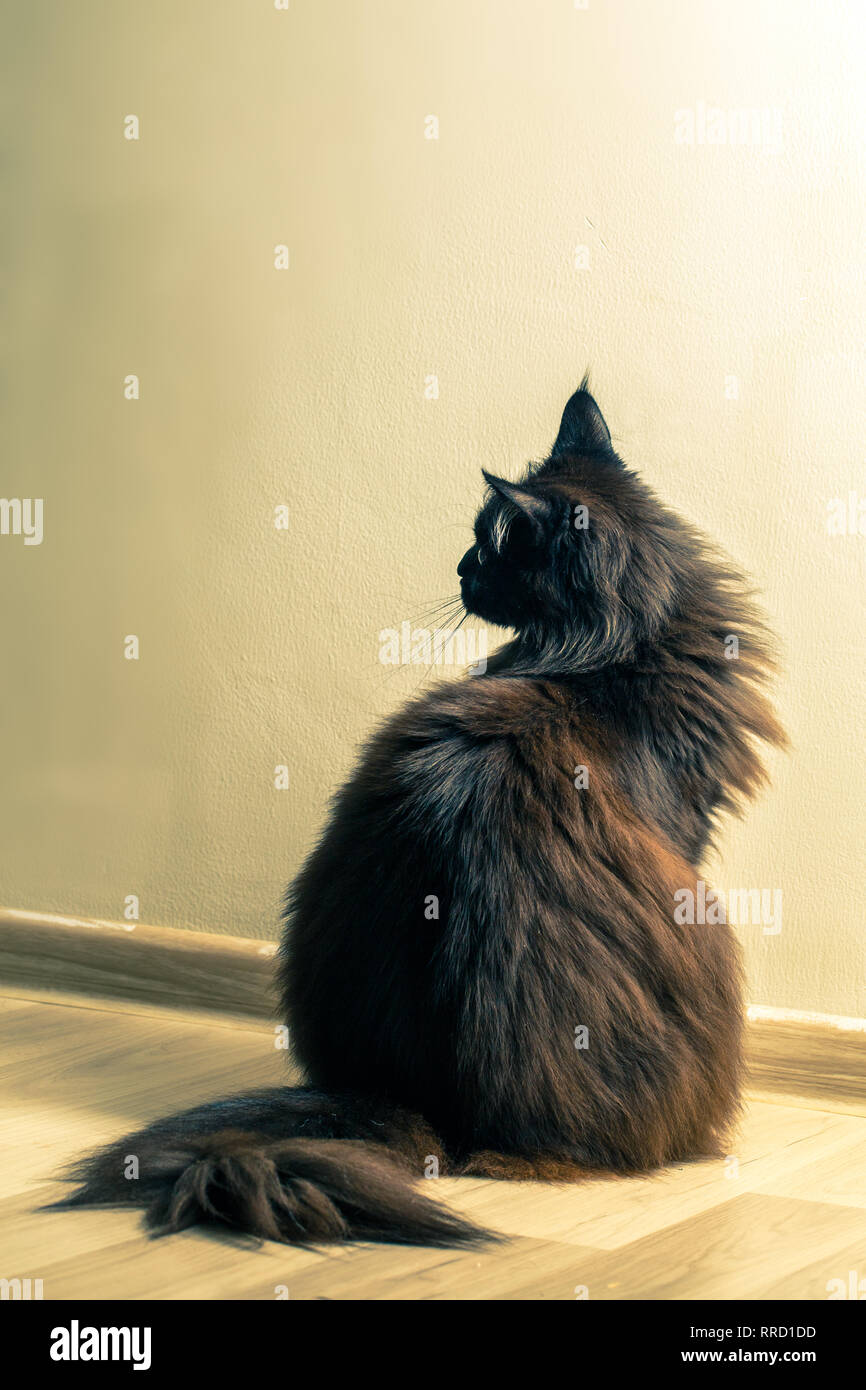 Maine Coon cat sitting on the floor Stock Photo - Alamy