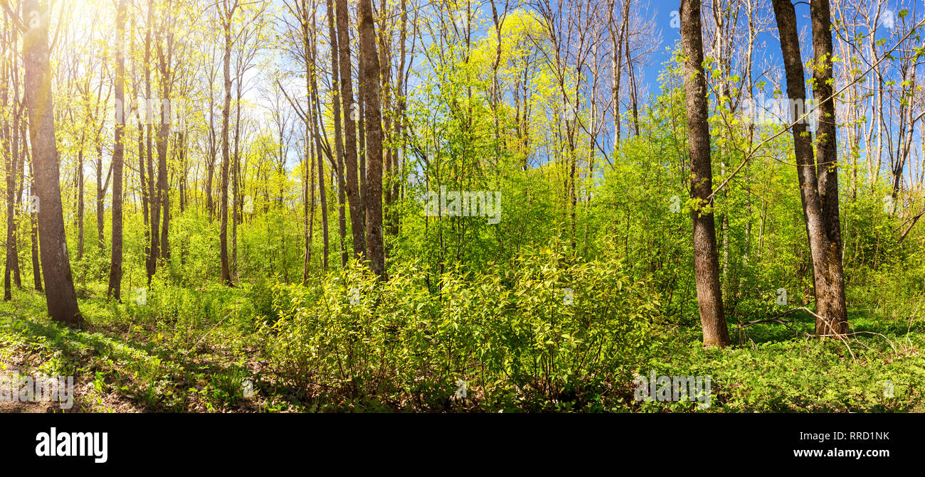 pine forest panorama Stock Photo - Alamy