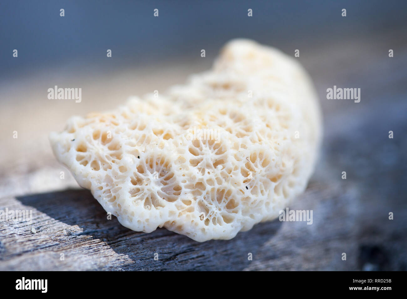 Dead Coral Stock Photos & Dead Coral Stock Images - Alamy