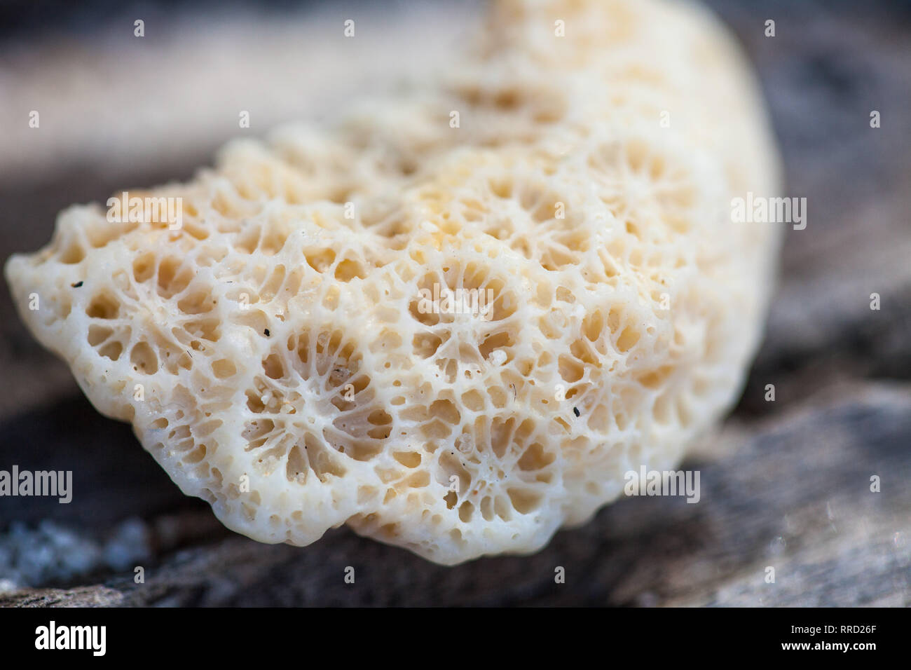 Coral texture macro photo. Ivory white coral structure closeup ...