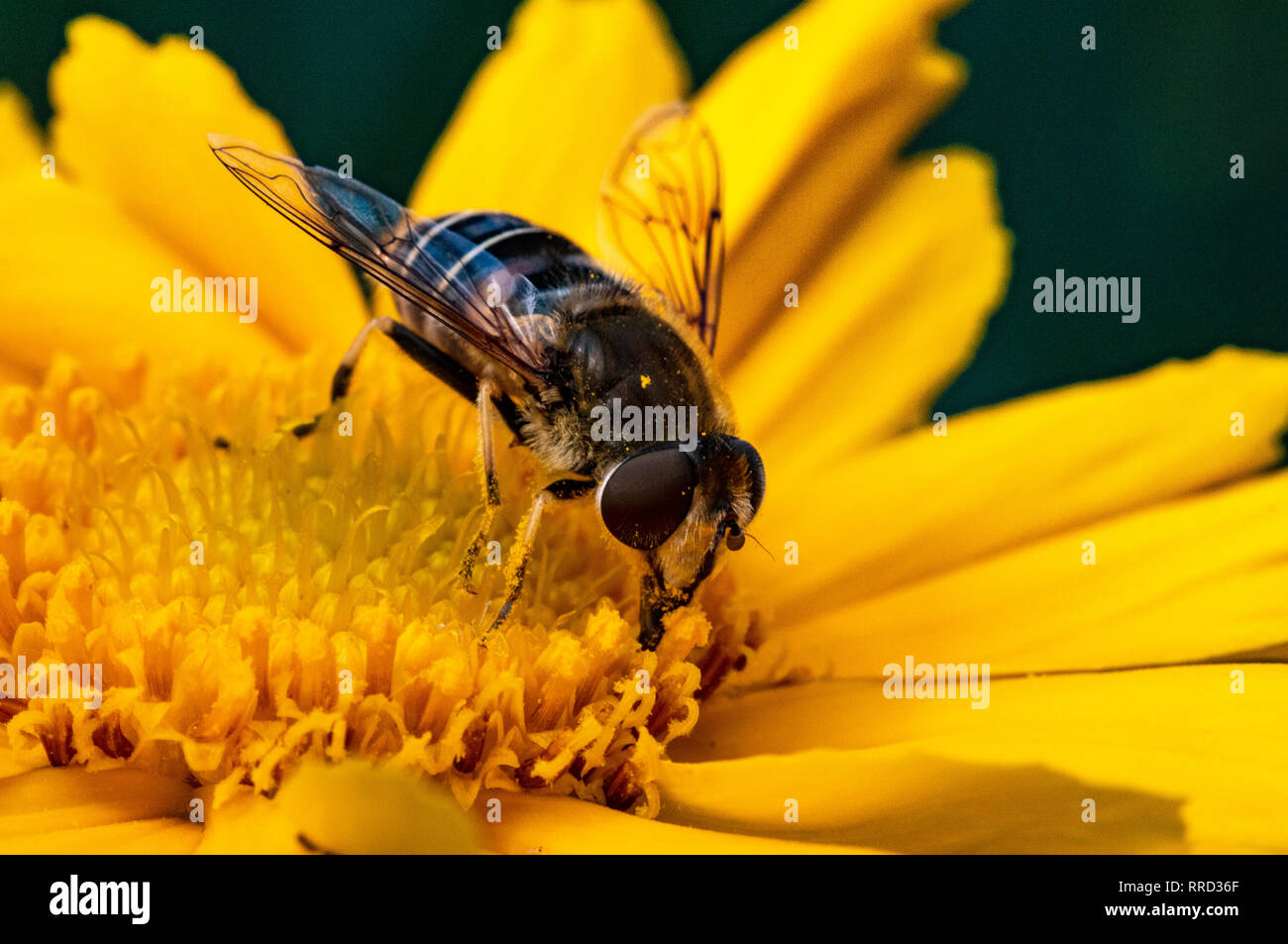 Diptera life cycle hi-res stock photography and images - Alamy
