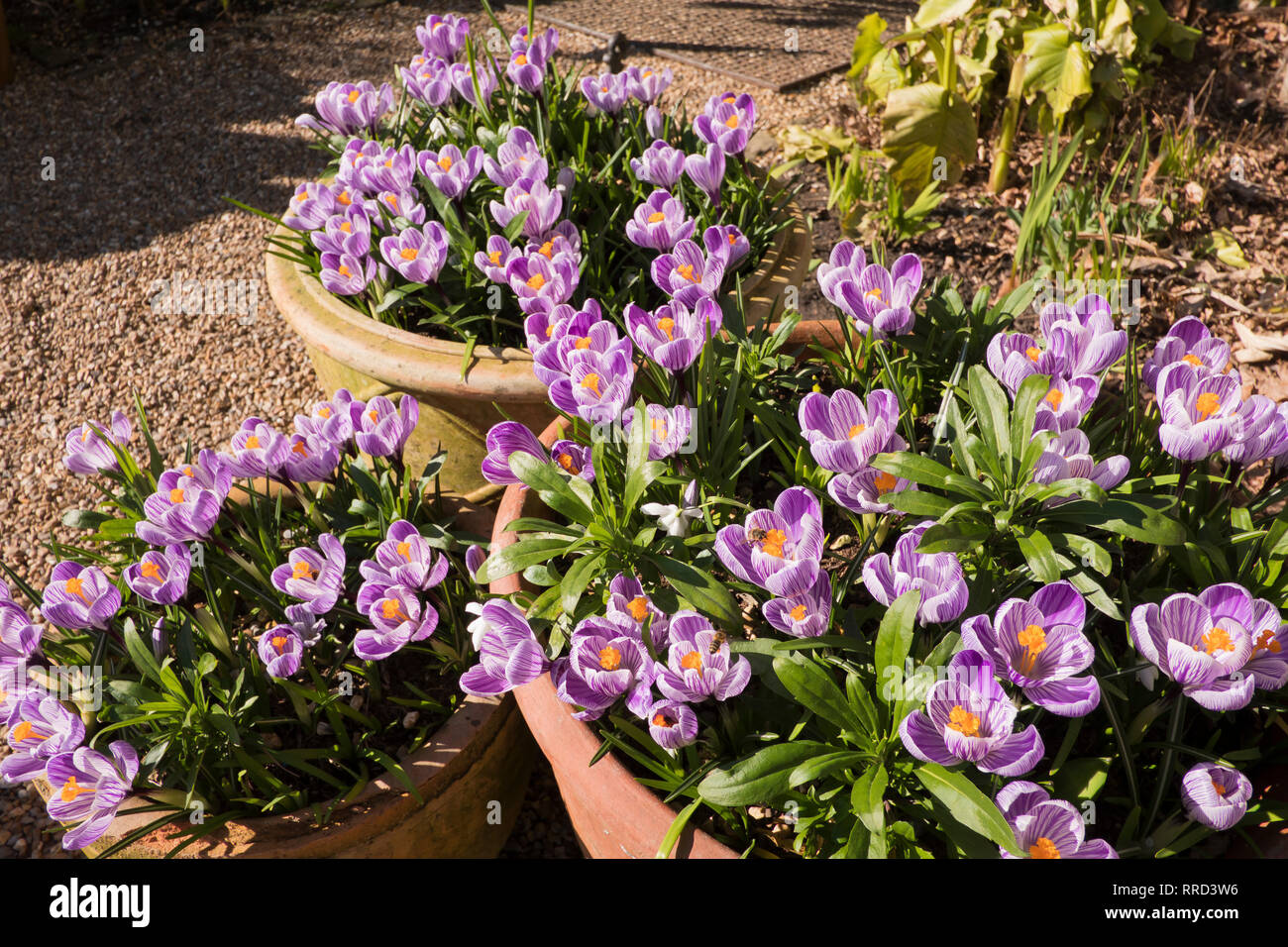 Pots crocuses hi-res stock photography and images - Alamy