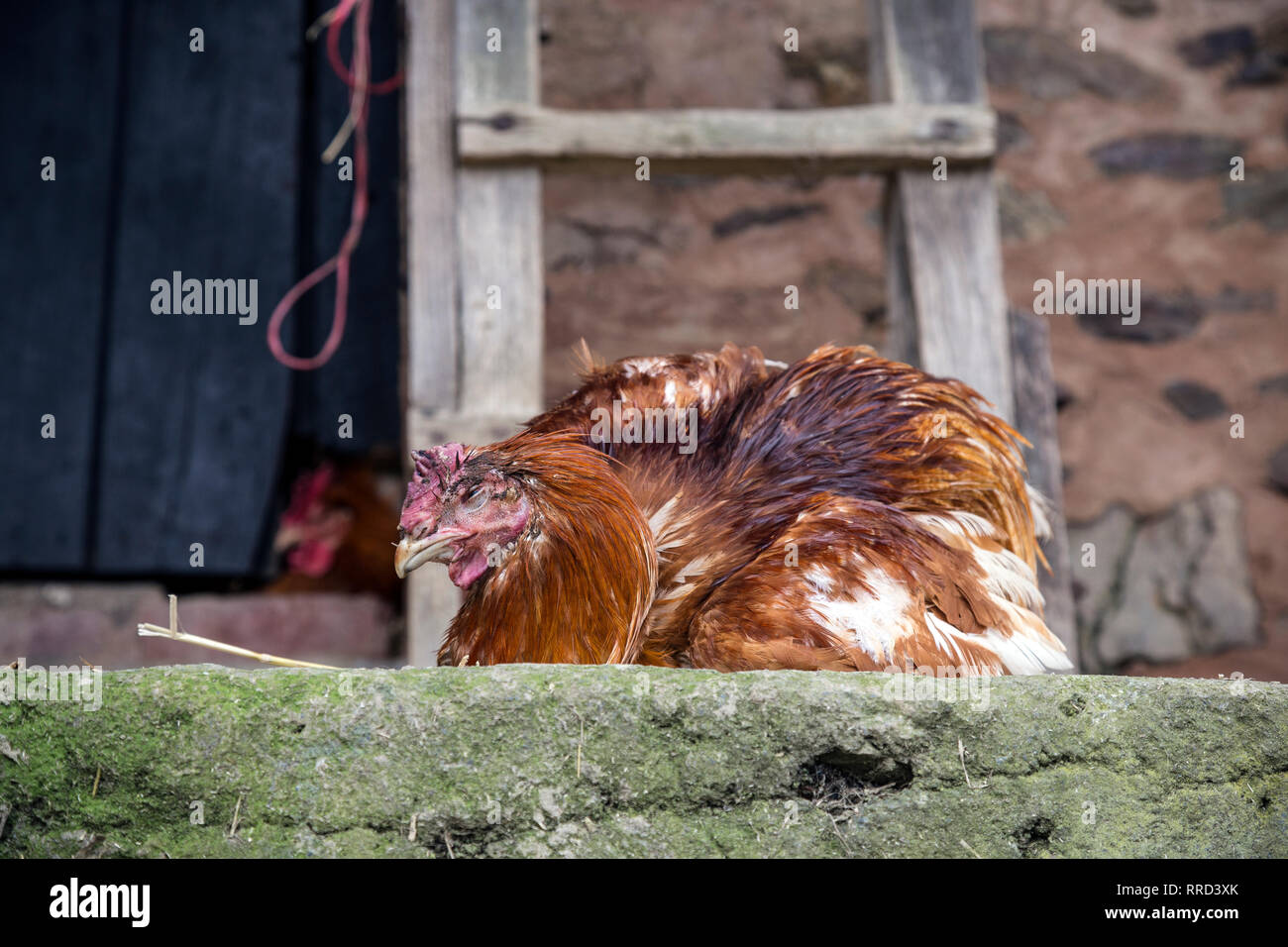 Dead chicken in farmyard hi-res stock photography and images - Alamy