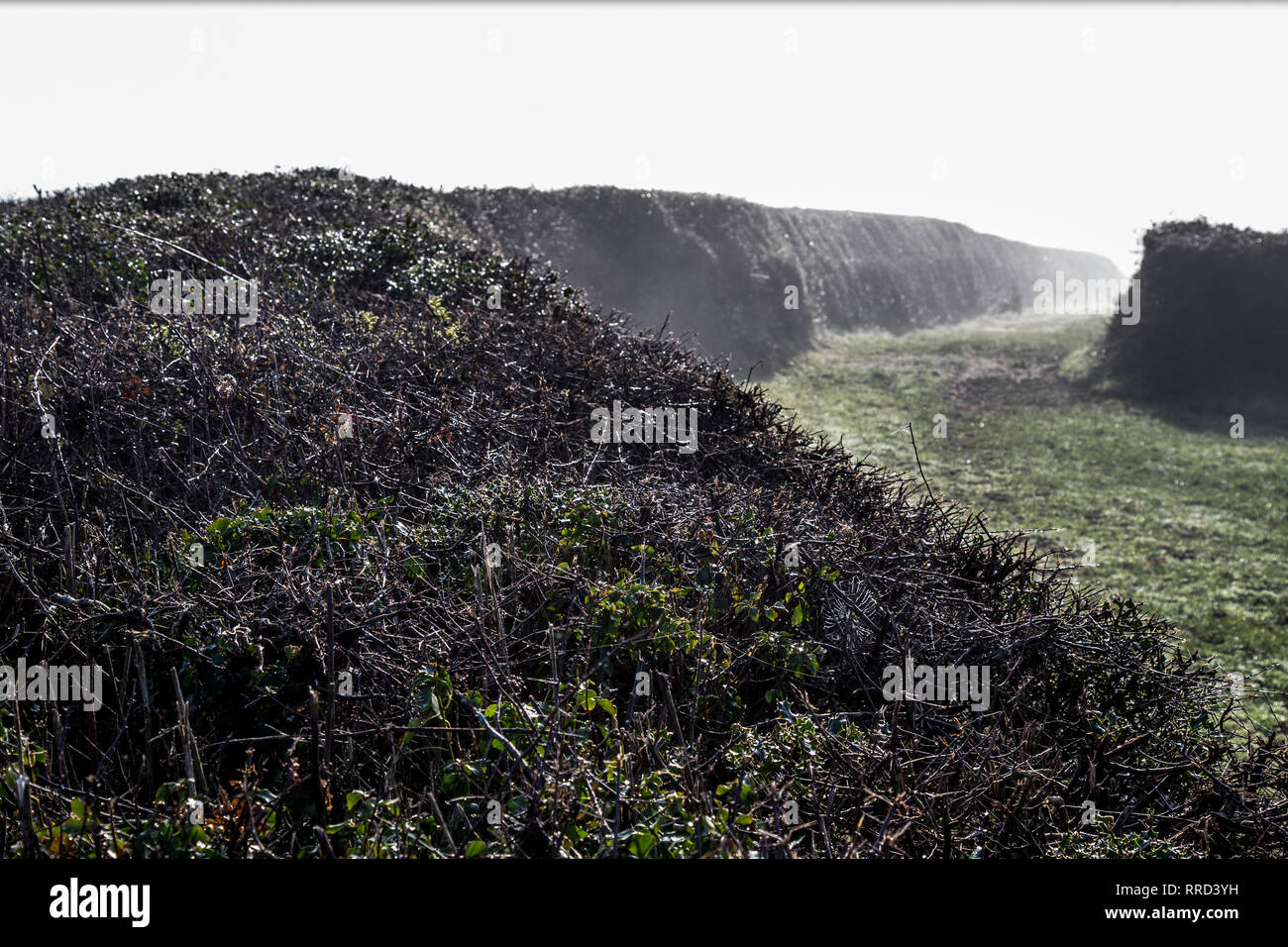 Conservation of hedges hi-res stock photography and images - Alamy