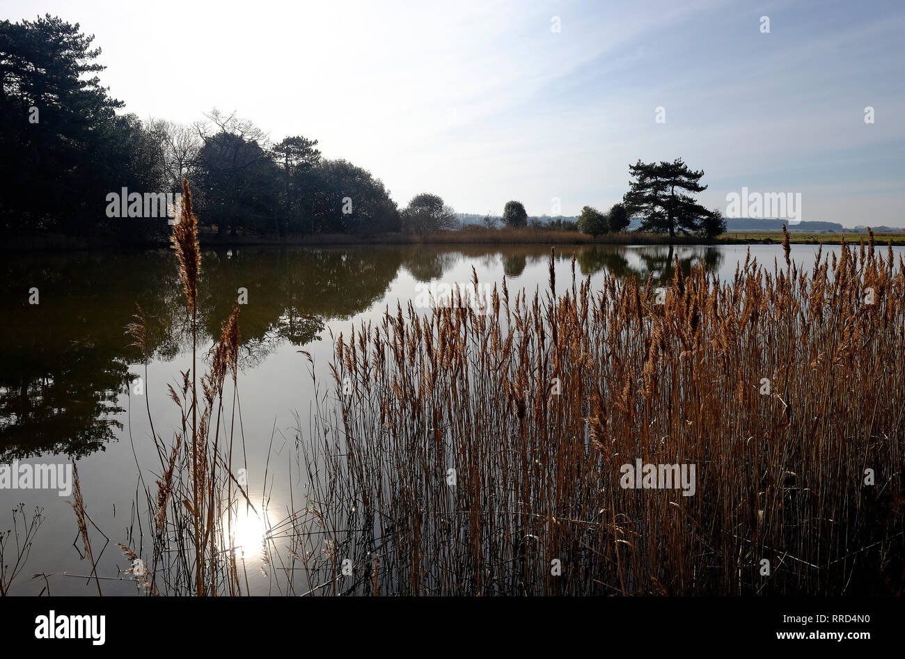 holkham estate, national nature reserve, north norfolk, england Stock ...