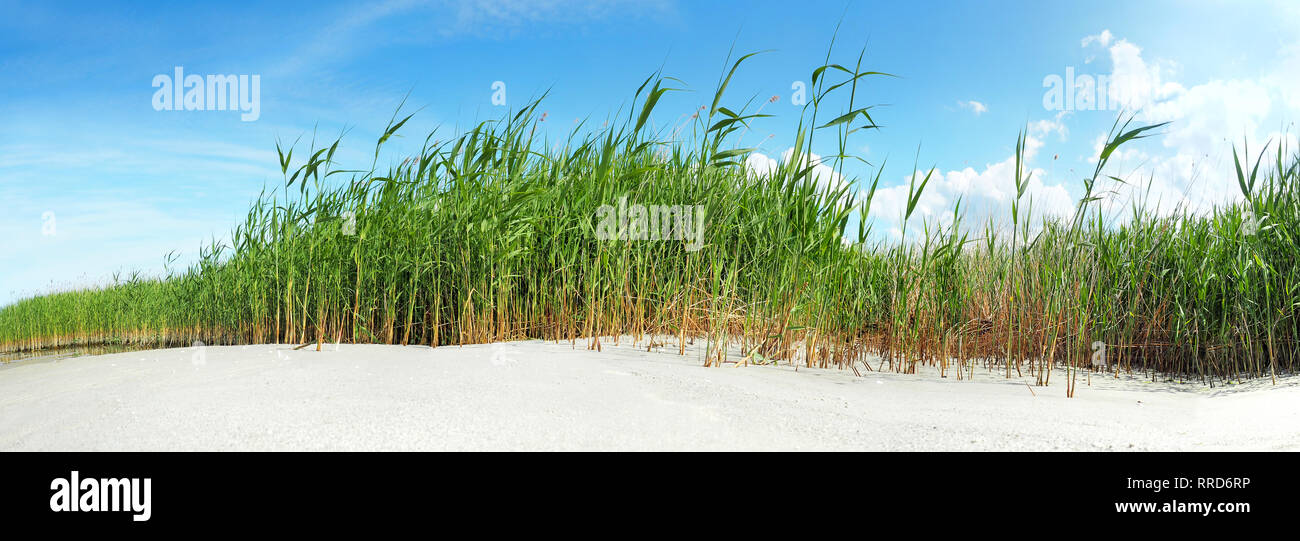 Reed banks hi-res stock photography and images - Alamy