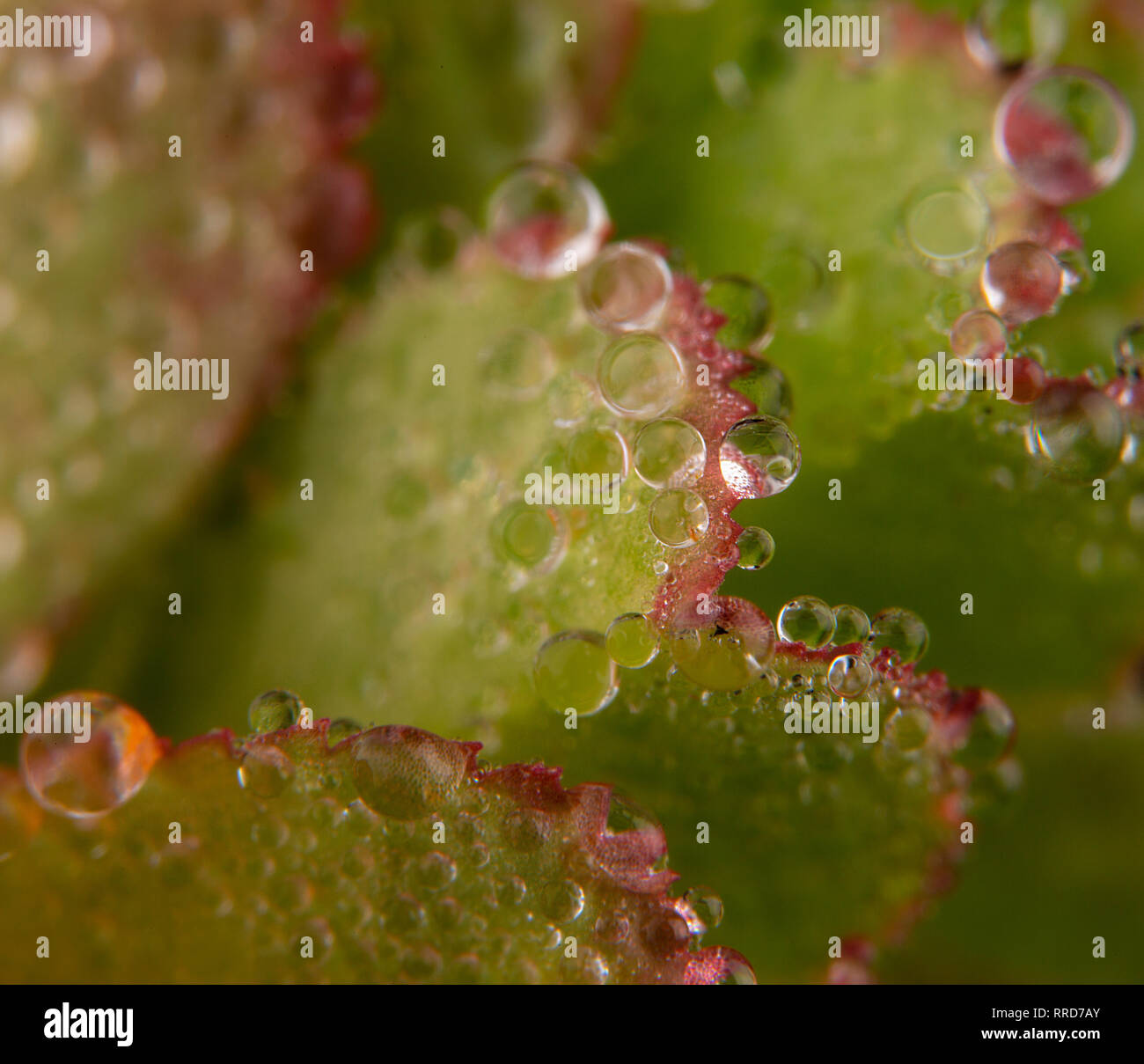 Sea dew hi-res stock photography and images - Alamy