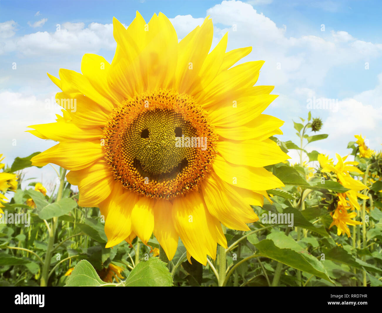 Sunflower on the Field - Smiling Face Stock Photo - Alamy