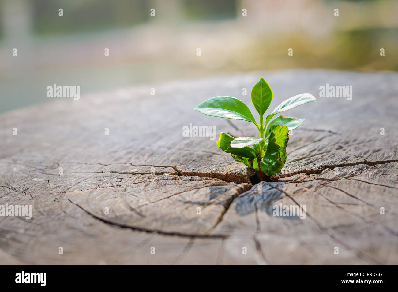 A strong seedling growing in the center trunk of cut stumps. tree ...