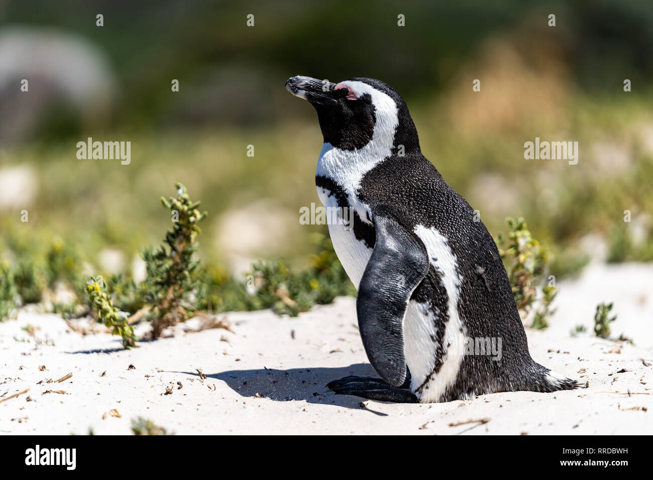An African Penguin enjoying the sun in the sand Stock Photo - Alamy